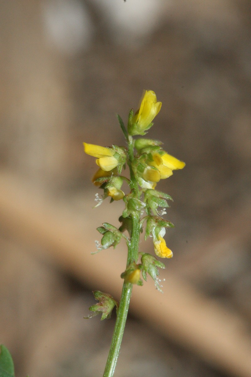 Melilotus indicus, Small Melilot