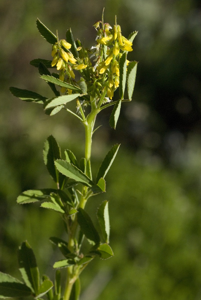 Melilotus indicus, Small Melilot