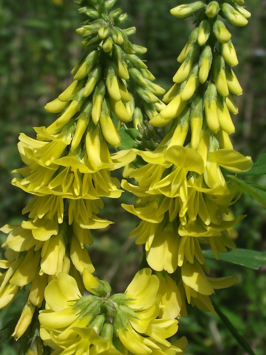 Melilotus officinalis, Ribbet Melilot