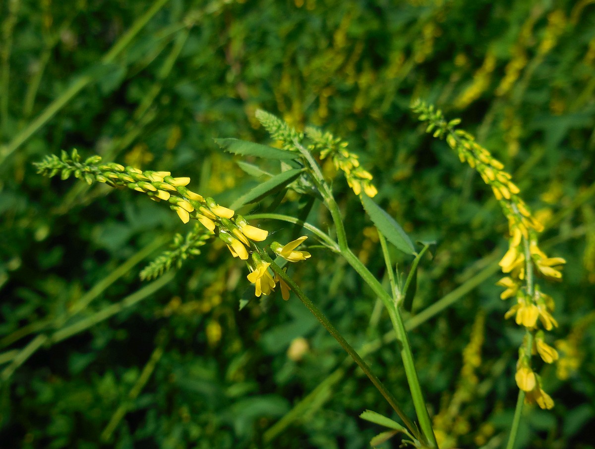 Melilotus officinalis, Ribbet Melilot
