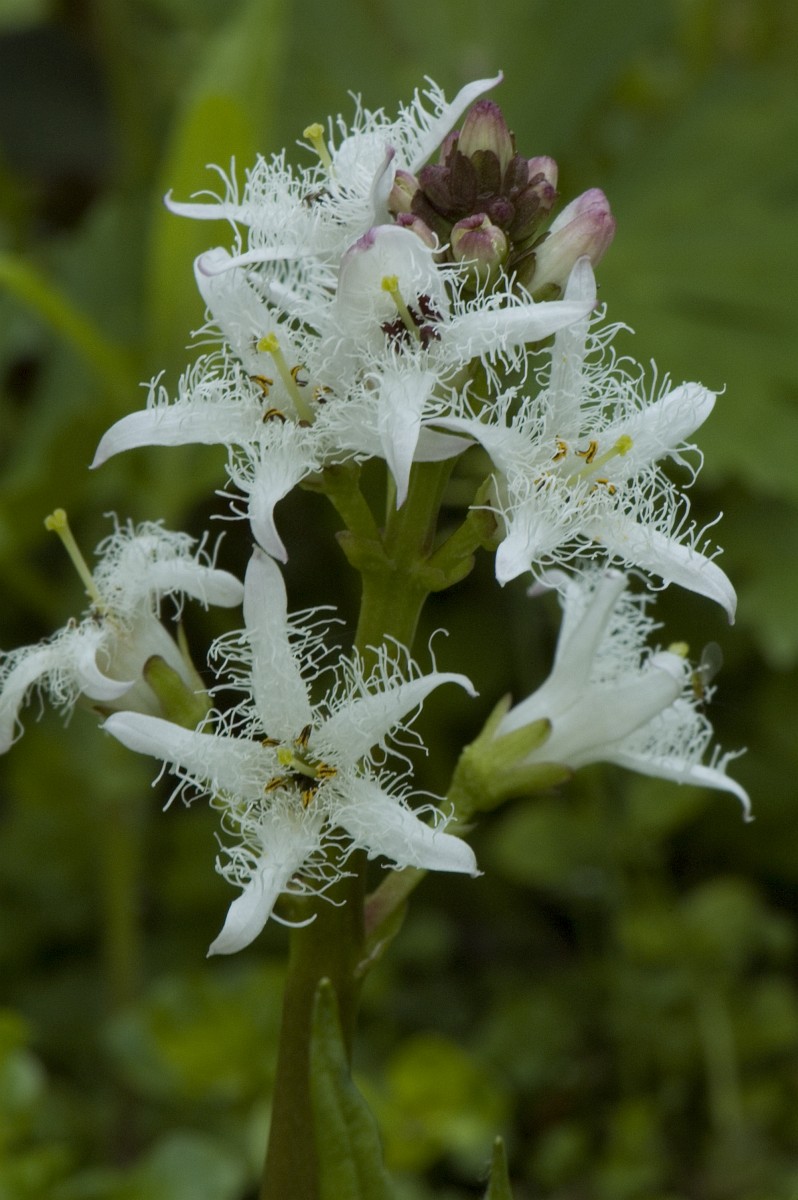 Menyanthes trifoliata, Common Bogbean