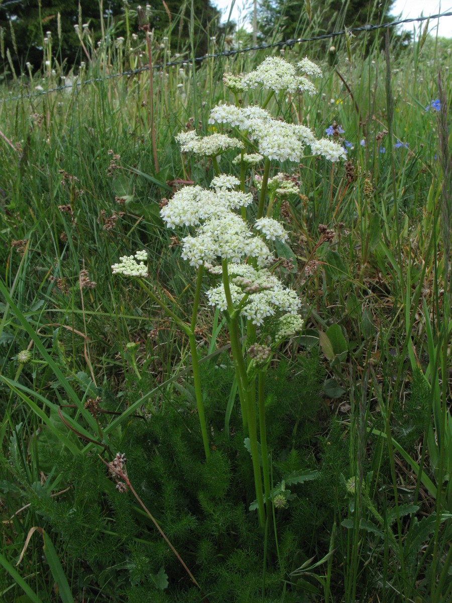 Meum athamanticum, Spignel