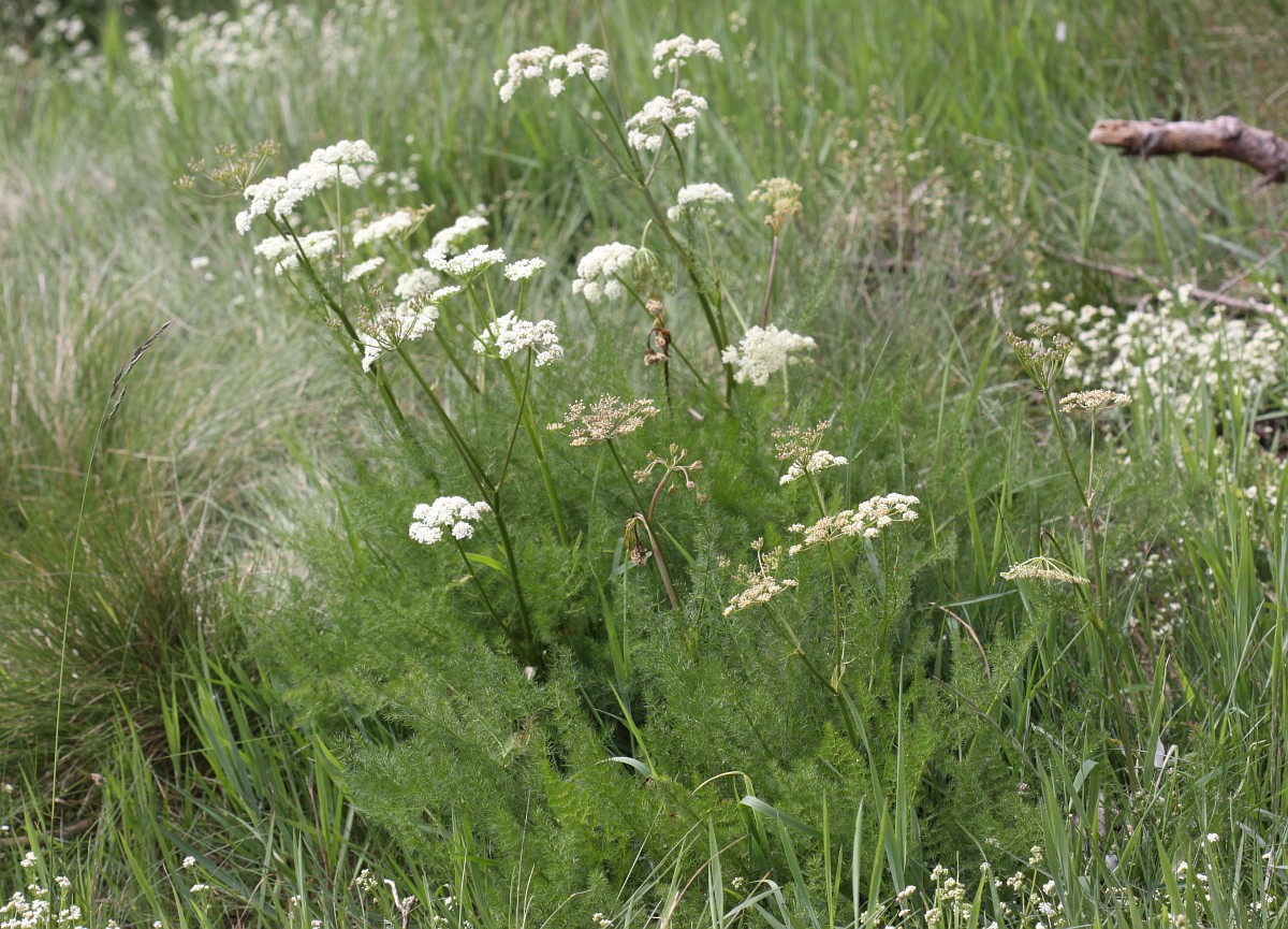 Meum athamanticum, Spignel