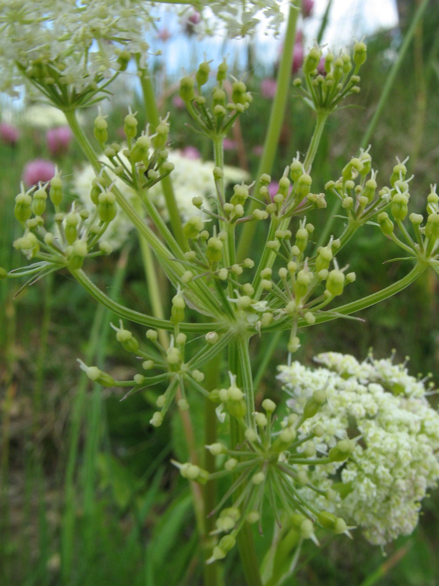 Meum athamanticum, Spignel