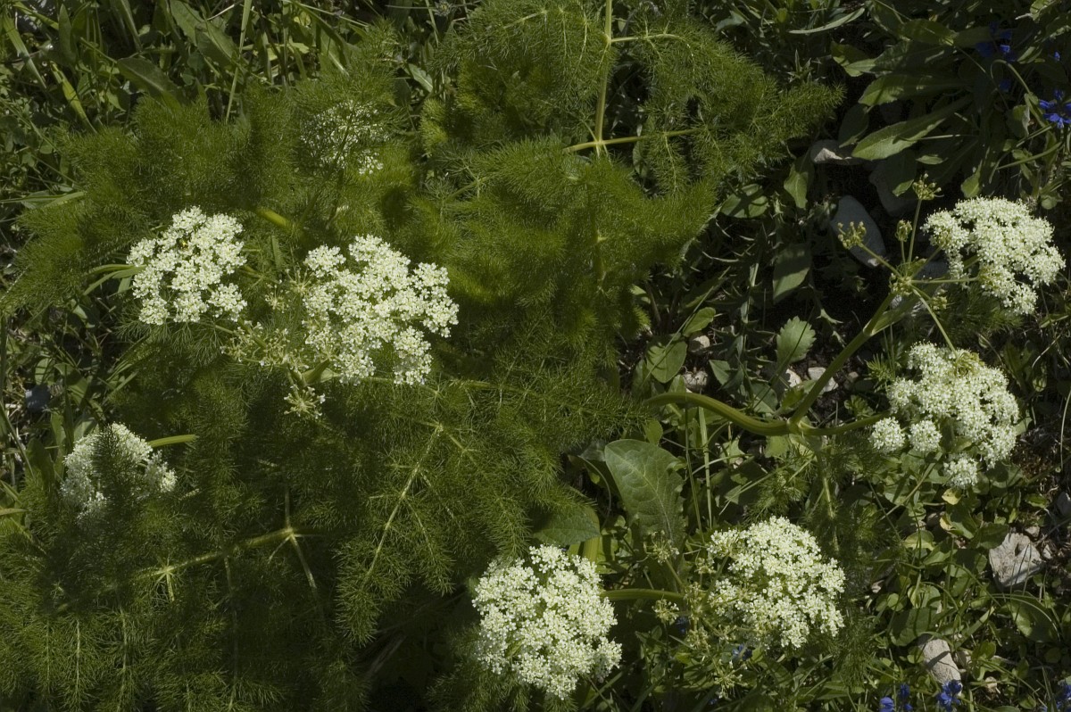 Meum athamanticum, Spignel