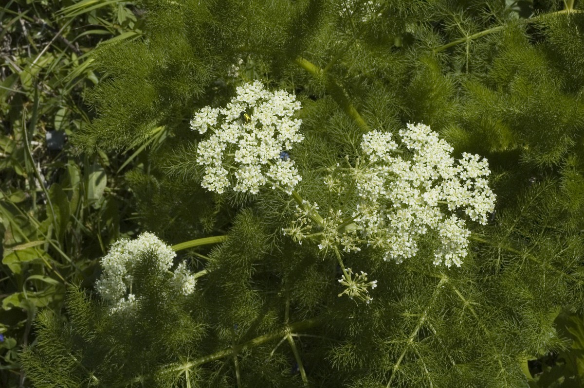 Meum athamanticum, Spignel