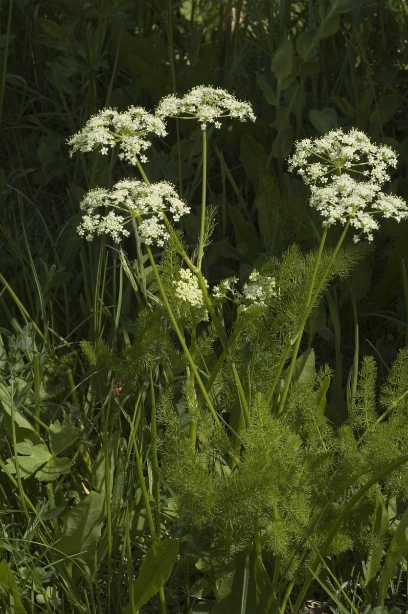 Meum athamanticum, Spignel