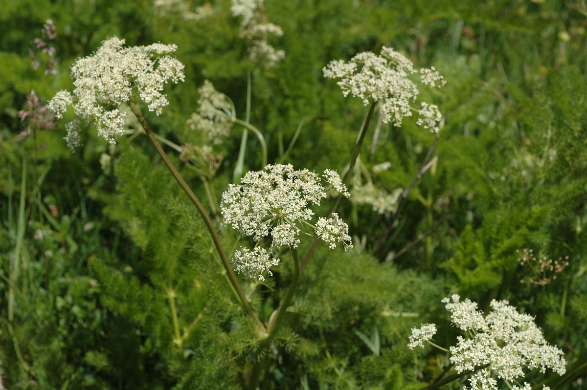 Meum athamanticum, Spignel