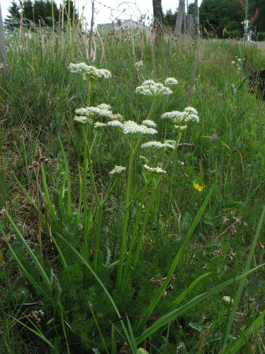 Meum athamanticum, Spignel