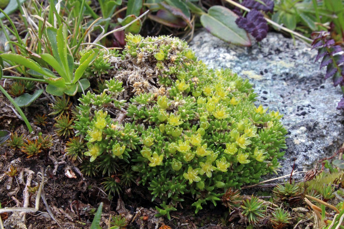 Minuartia sedoides