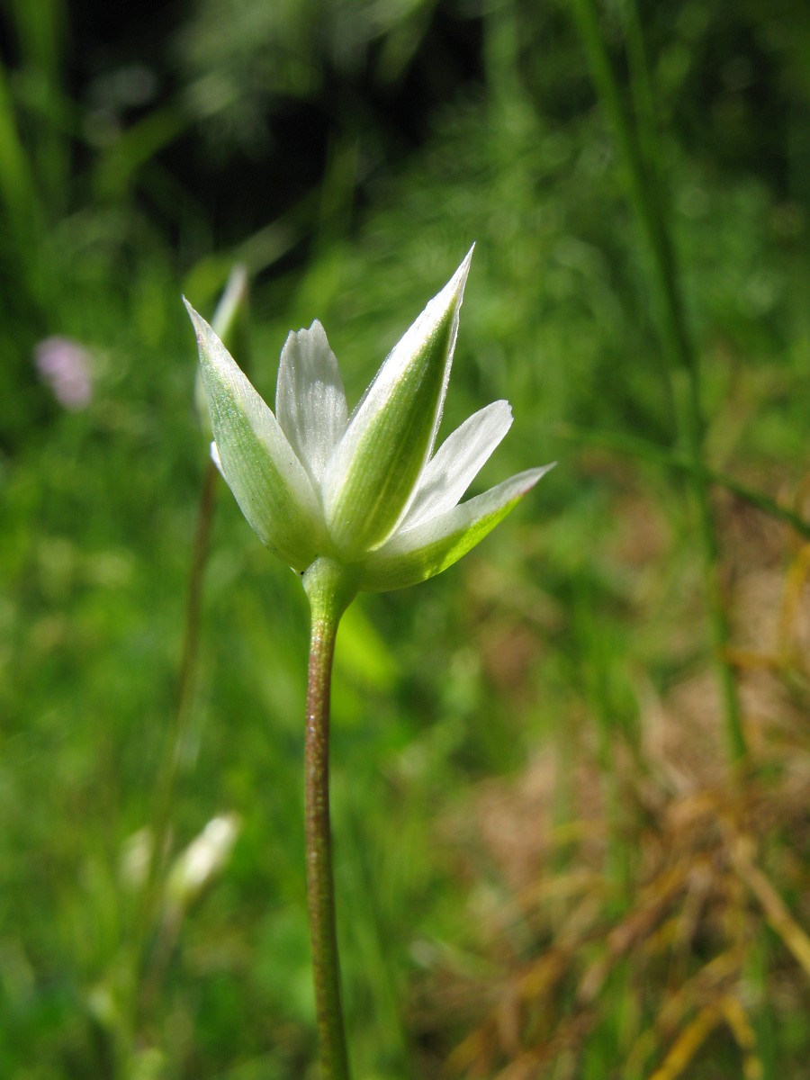 Moenchia erecta, Upright Chickweed