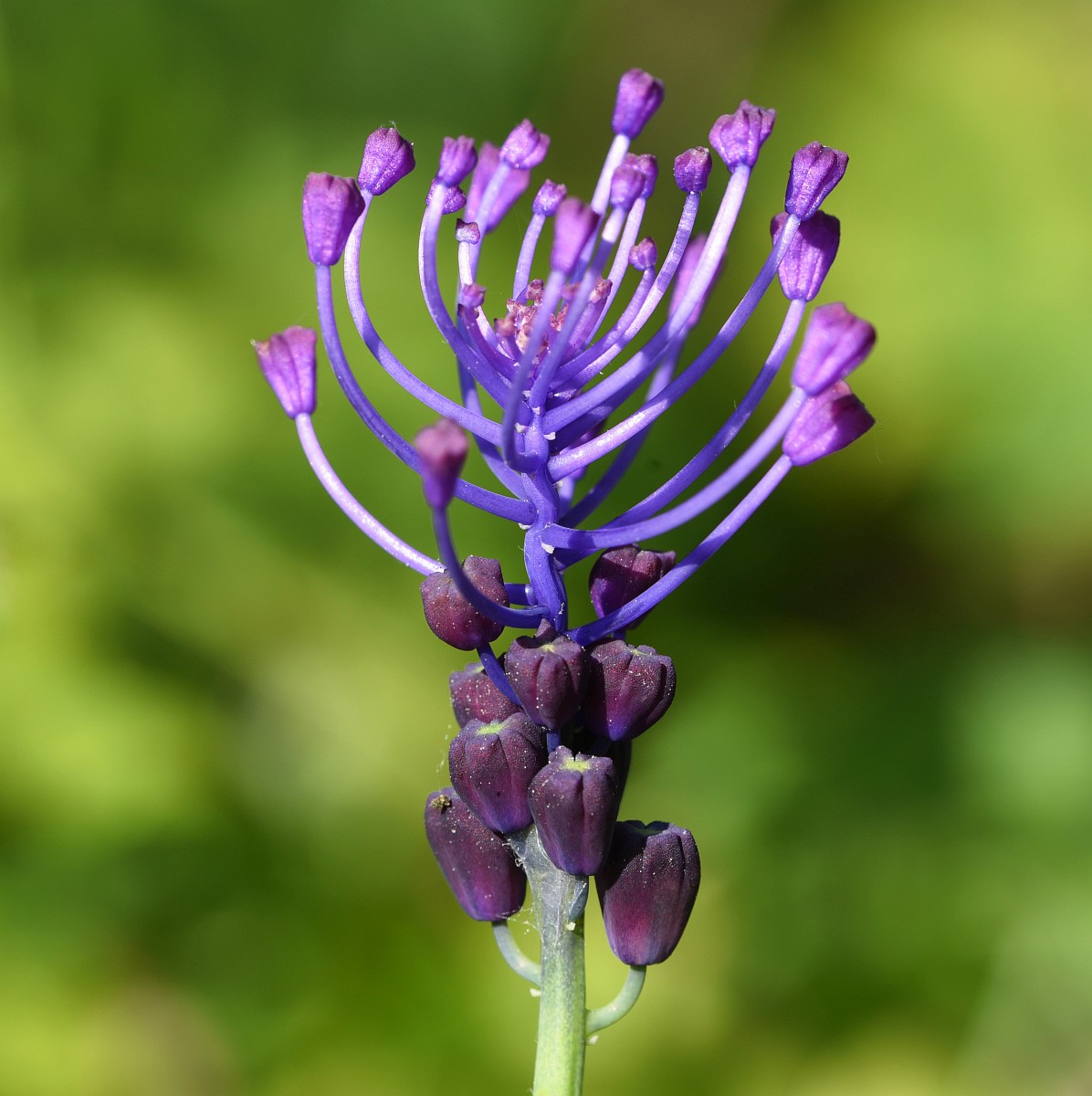 Muscari comosum, Tassel Hyacinth