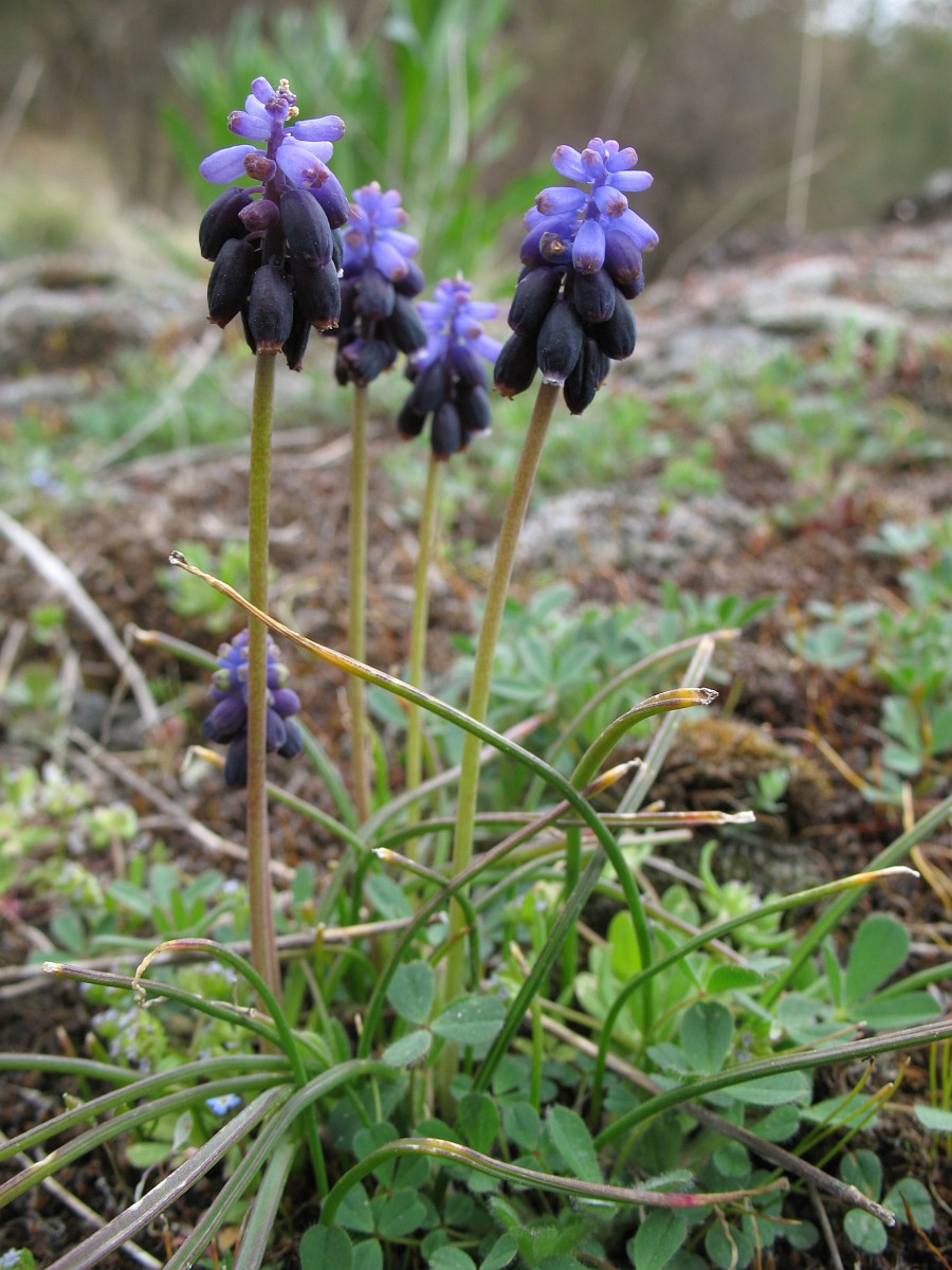 Muscari neglectum, Grape-hyacinth