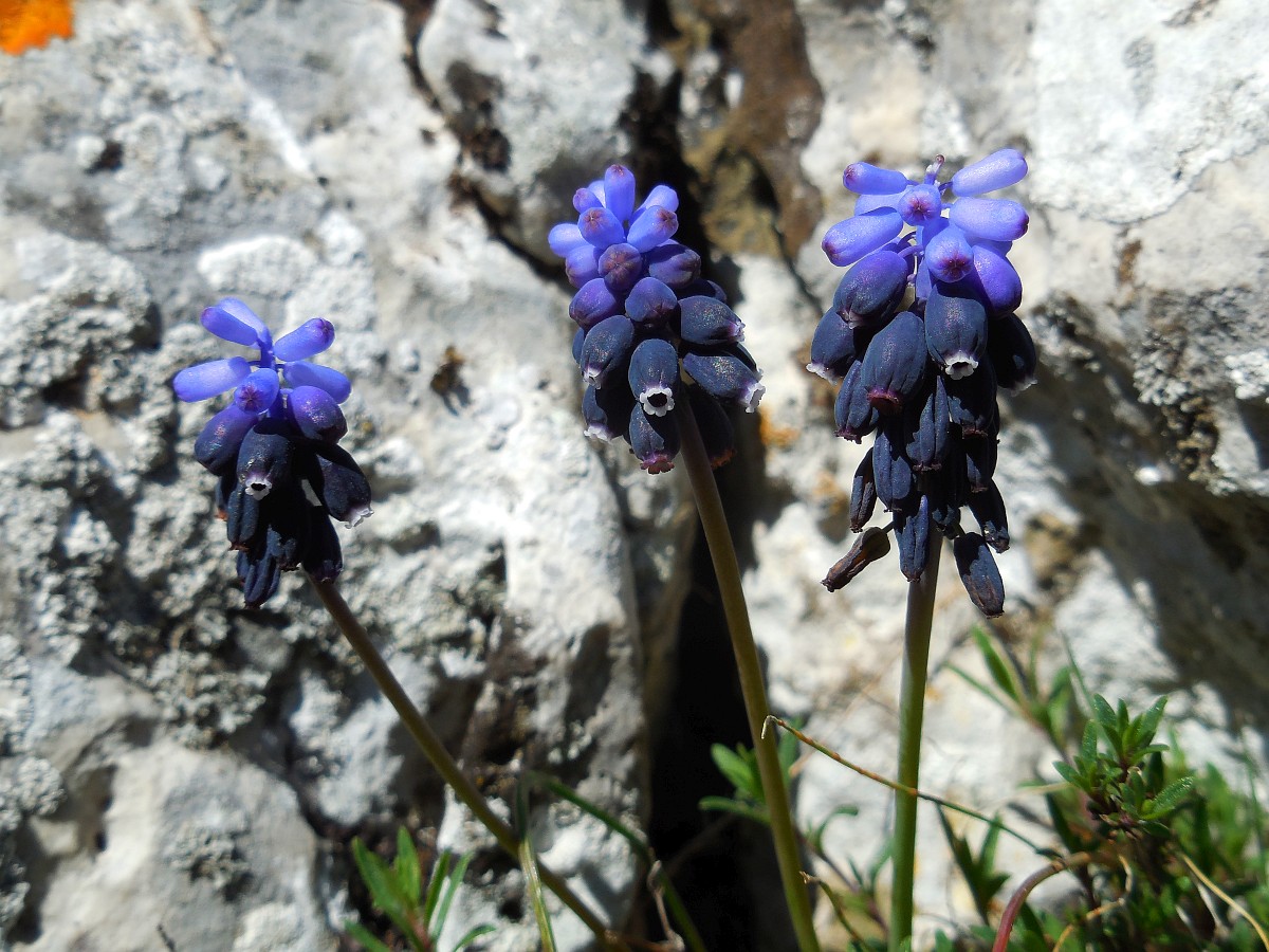 Muscari neglectum, Grape-hyacinth