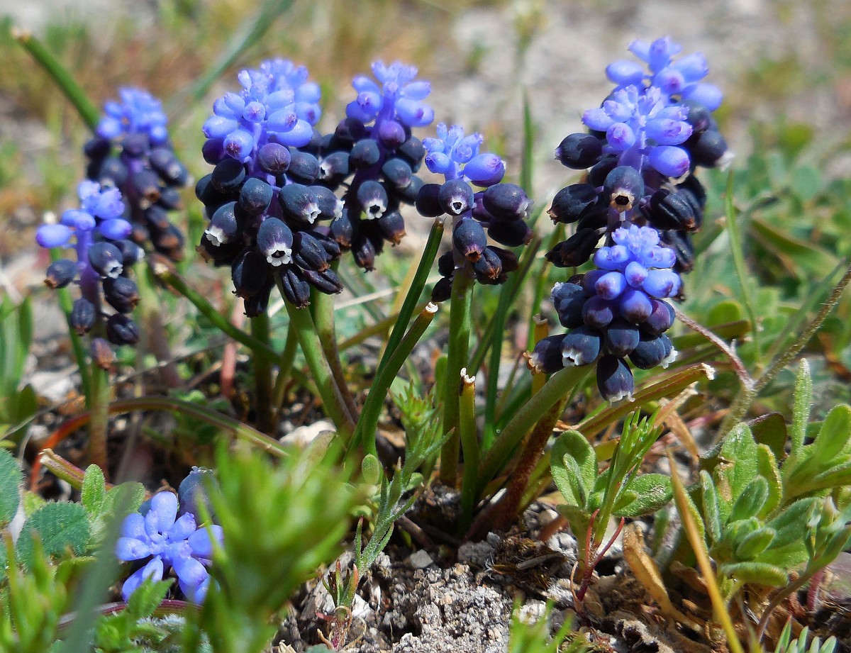 Muscari neglectum, Grape-hyacinth