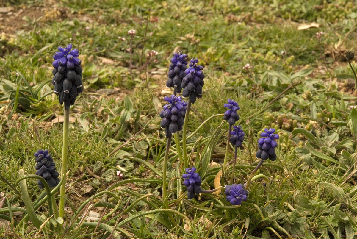 Muscari neglectum, Grape-hyacinth