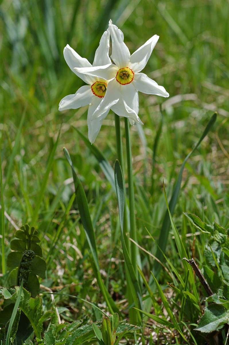 Narcissus poeticus, Pheasants-eye Narcissus