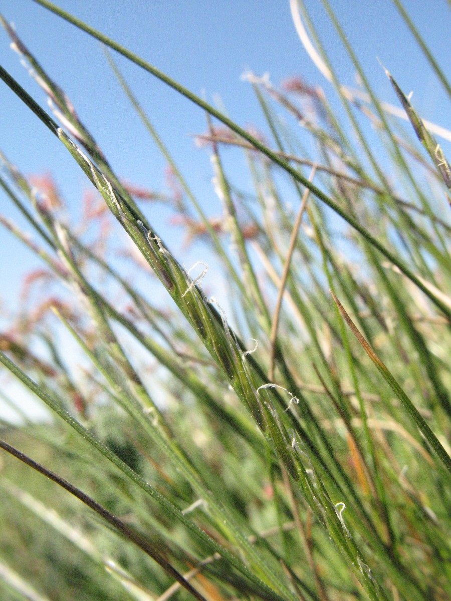 Nardus stricta, Mat-grass