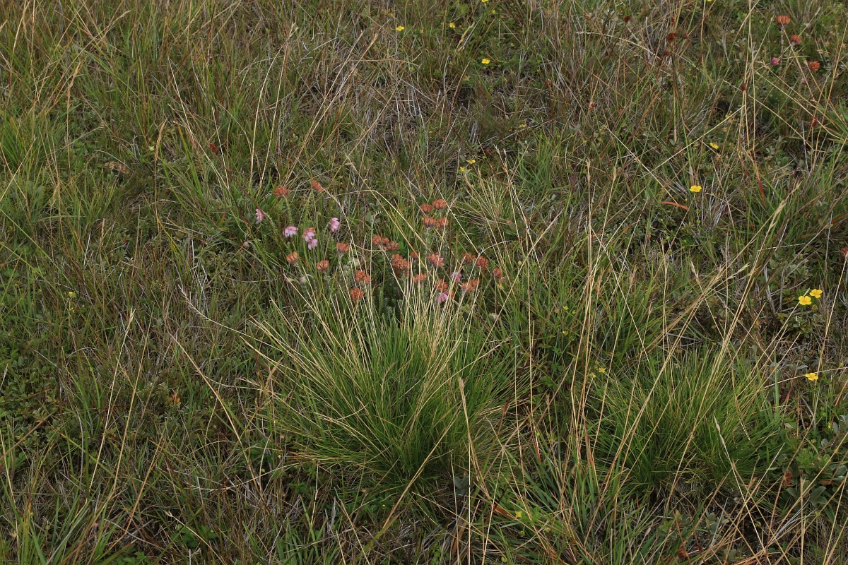 Nardus stricta, Mat-grass