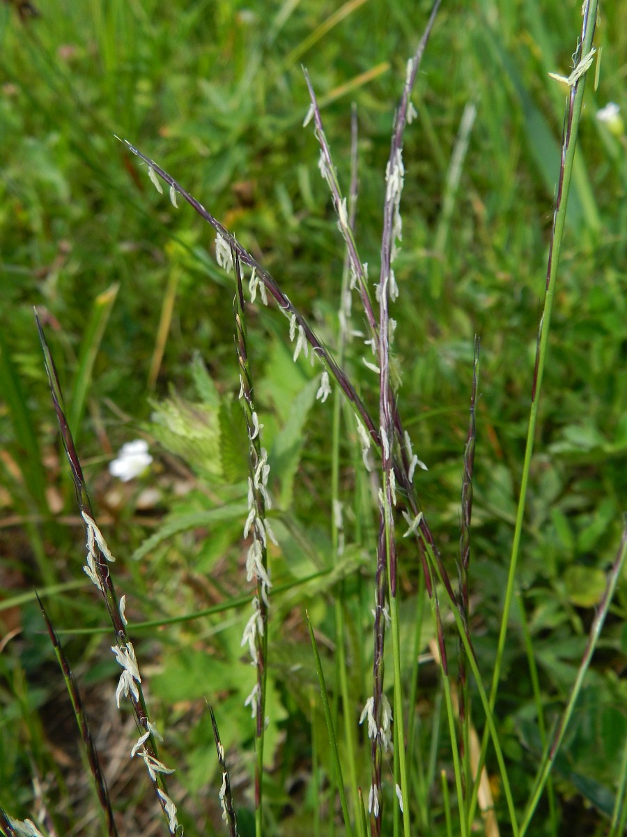 Nardus stricta, Mat-grass