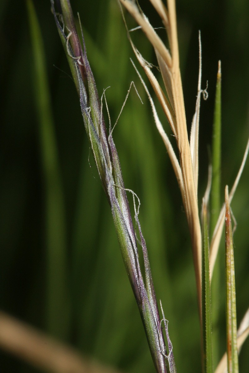 Nardus stricta, Mat-grass