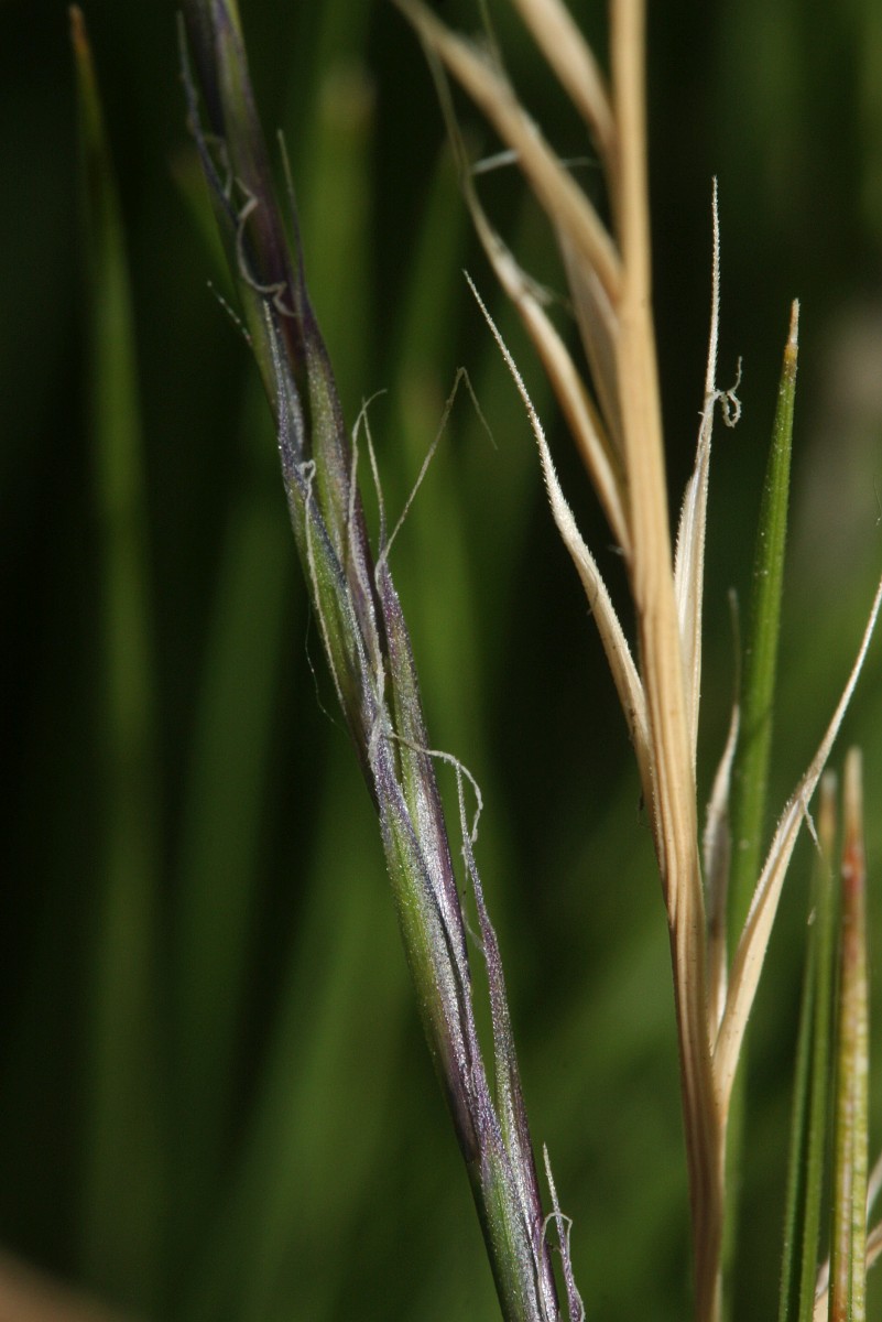 Nardus stricta, Mat-grass