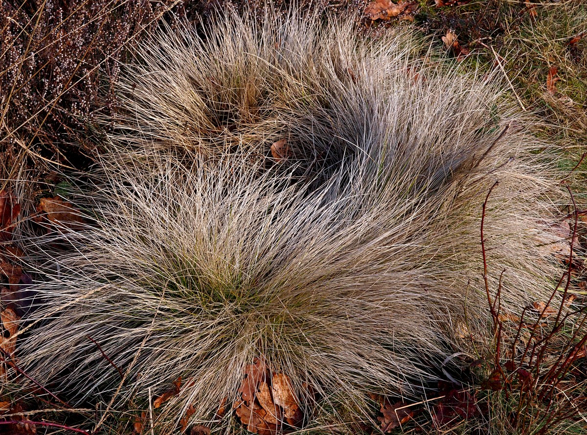 Nardus stricta, Mat-grass