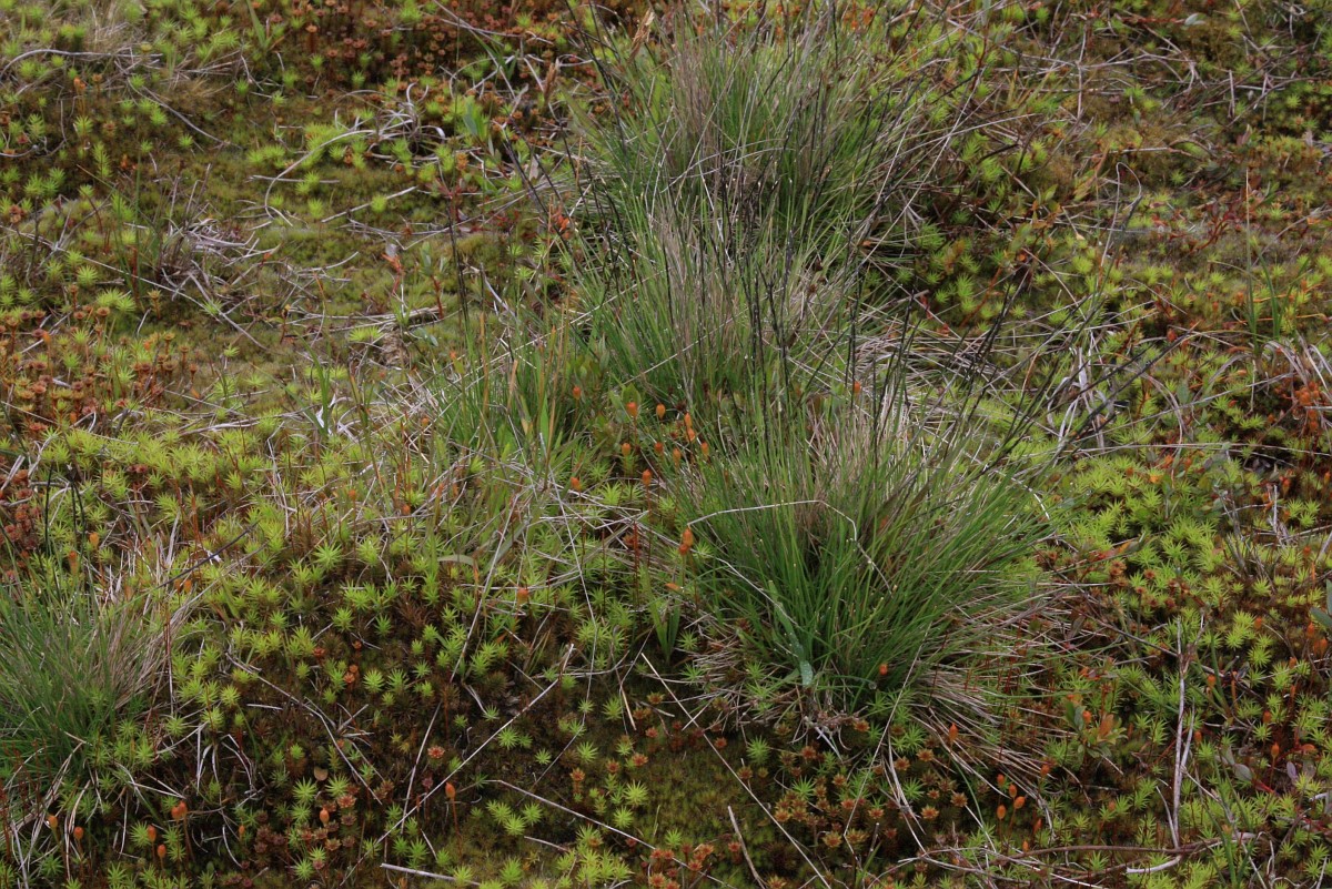 Nardus stricta, Mat-grass