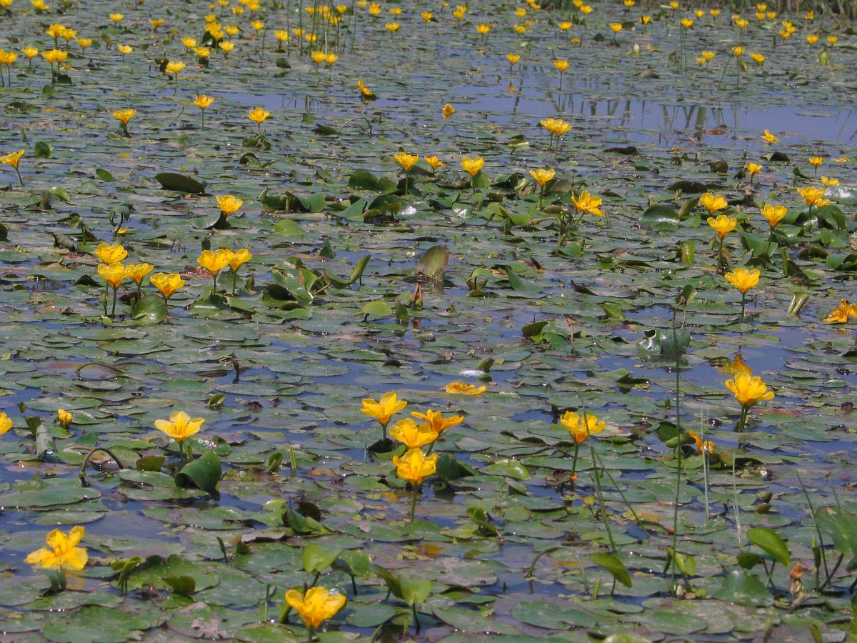 Nymphoides peltata, Yellow Floating Heart