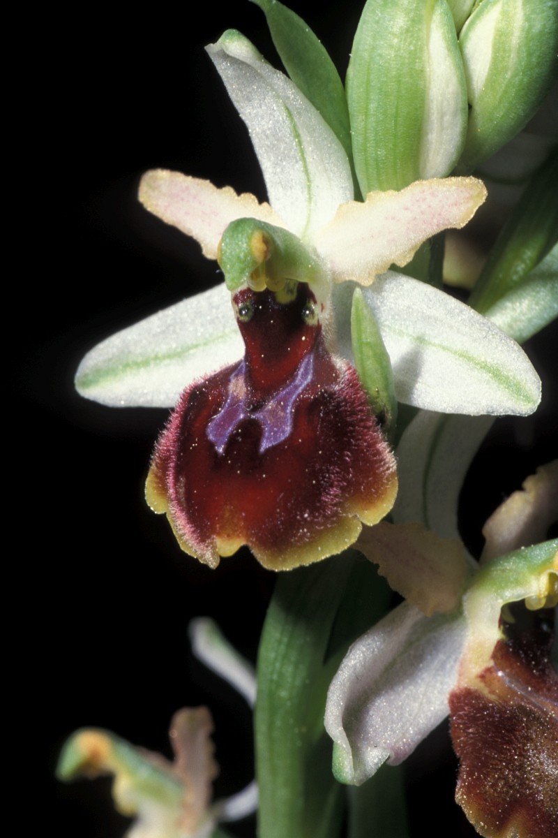 Ophrys arachnitiformis, False Spider Orchid