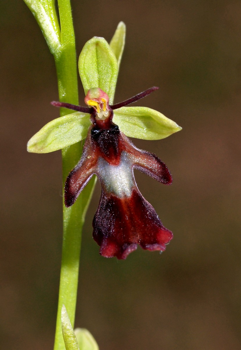 Ophrys insectifera, Fly Orchid