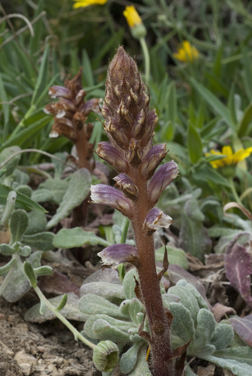 Orobanche minor, Common Broomrape