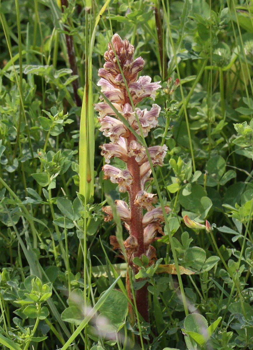 Orobanche minor, Common Broomrape