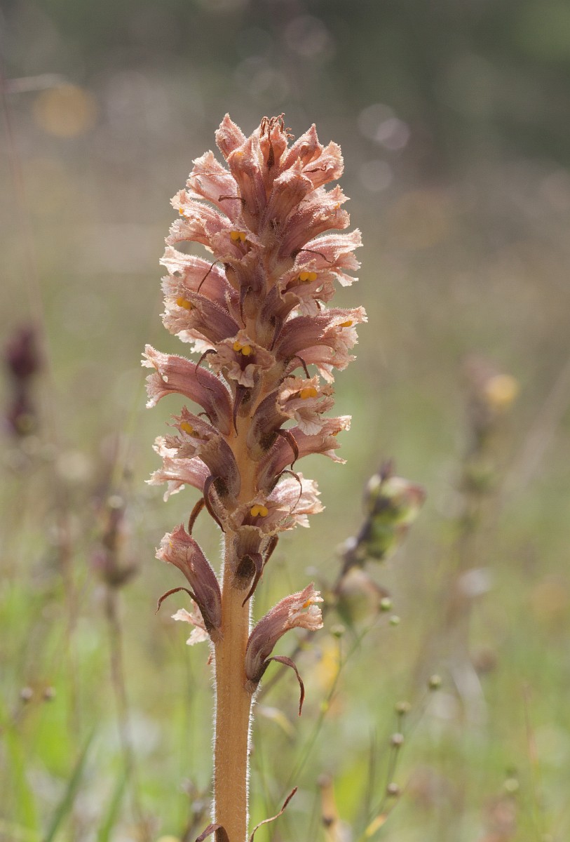 Orobanche minor, Common Broomrape