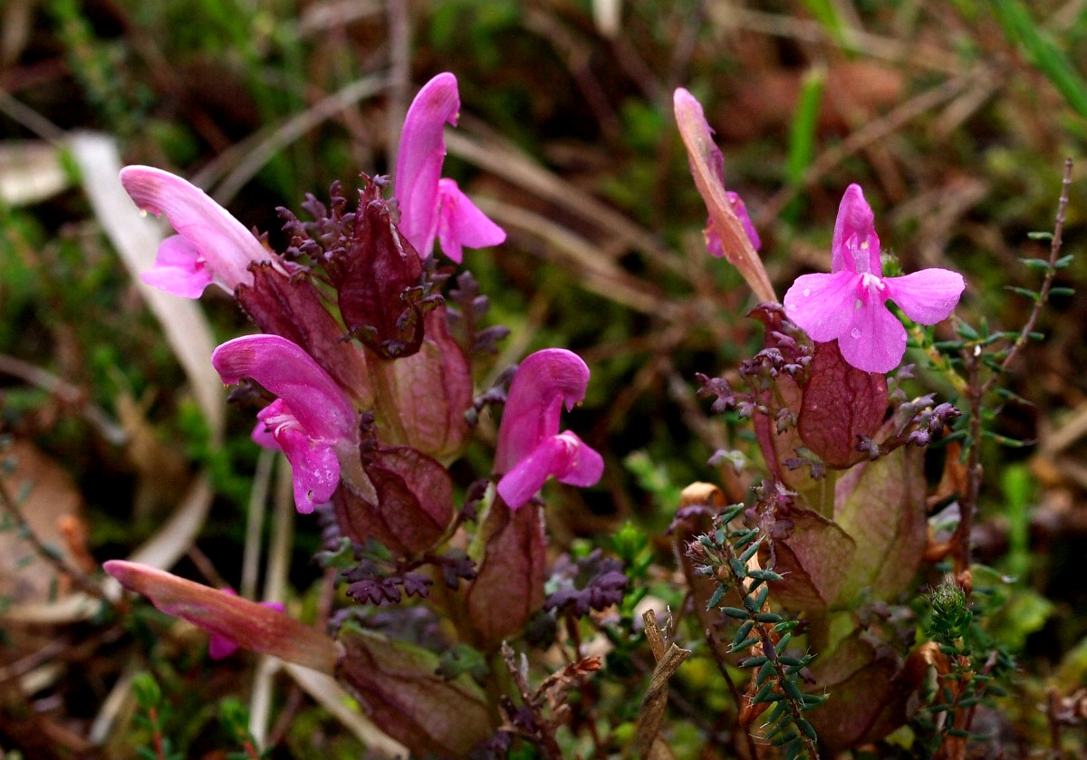 Pedicularis sylvatica, Lousewort