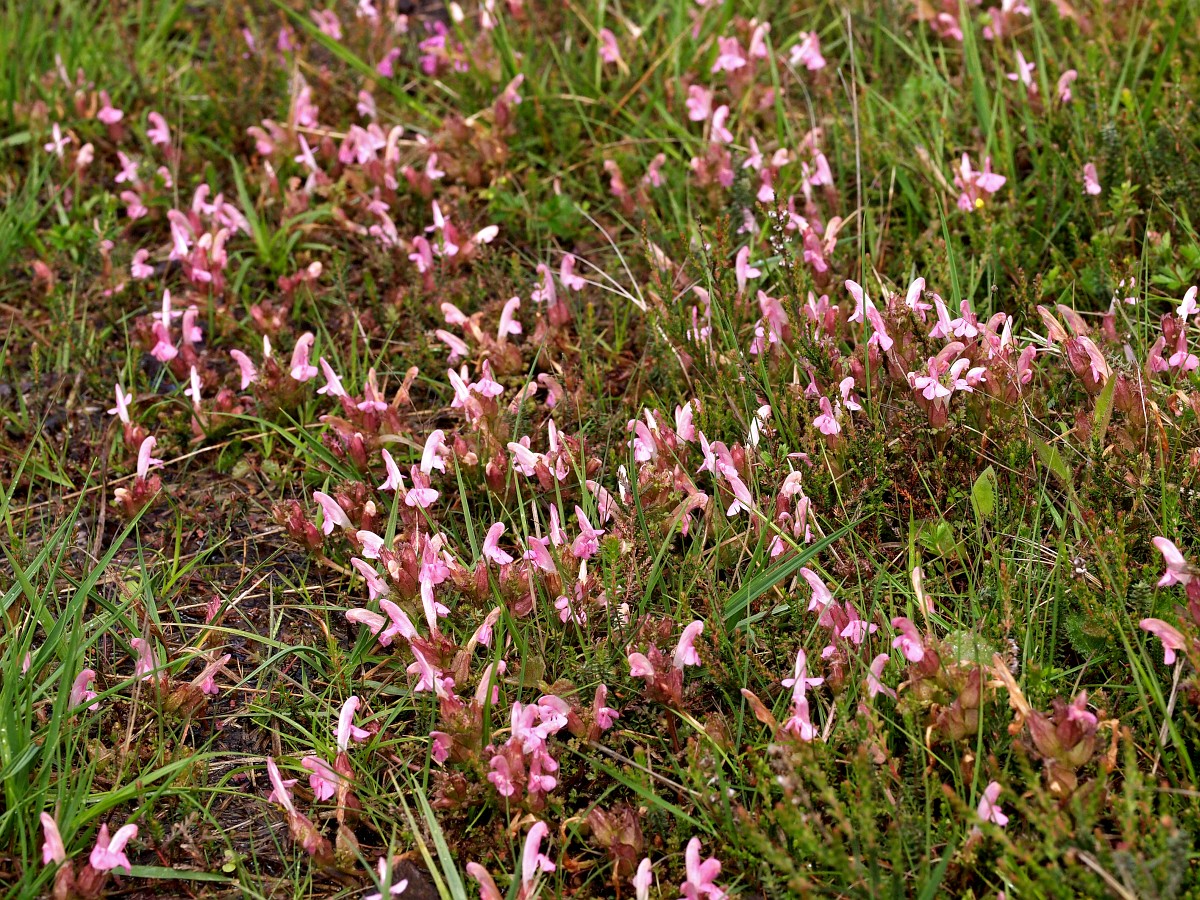 Pedicularis sylvatica, Lousewort