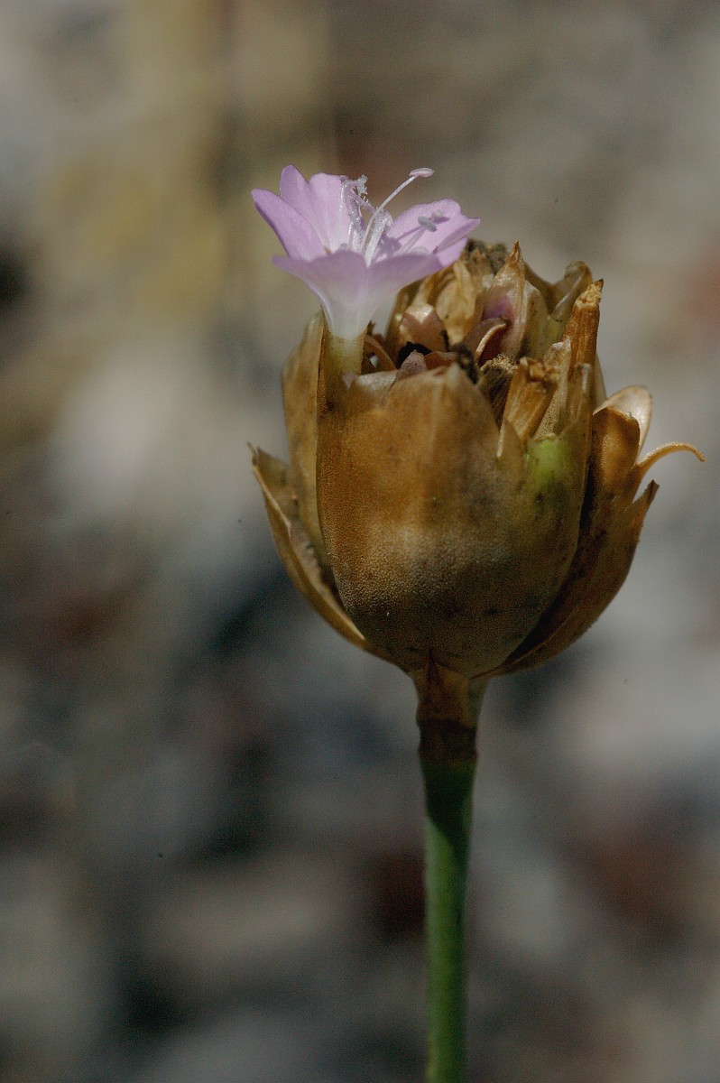 Petrorhagia prolifera, Proliferous Pink