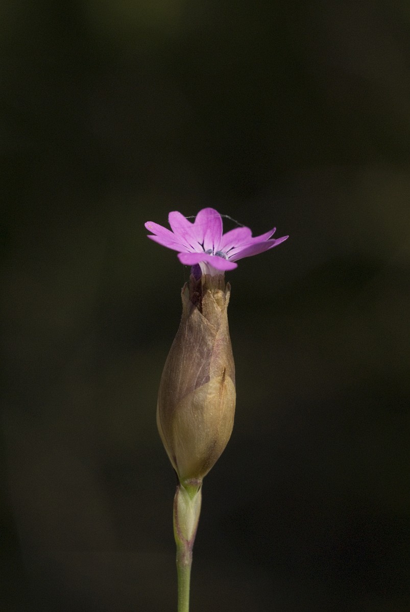 Petrorhagia prolifera, Proliferous Pink