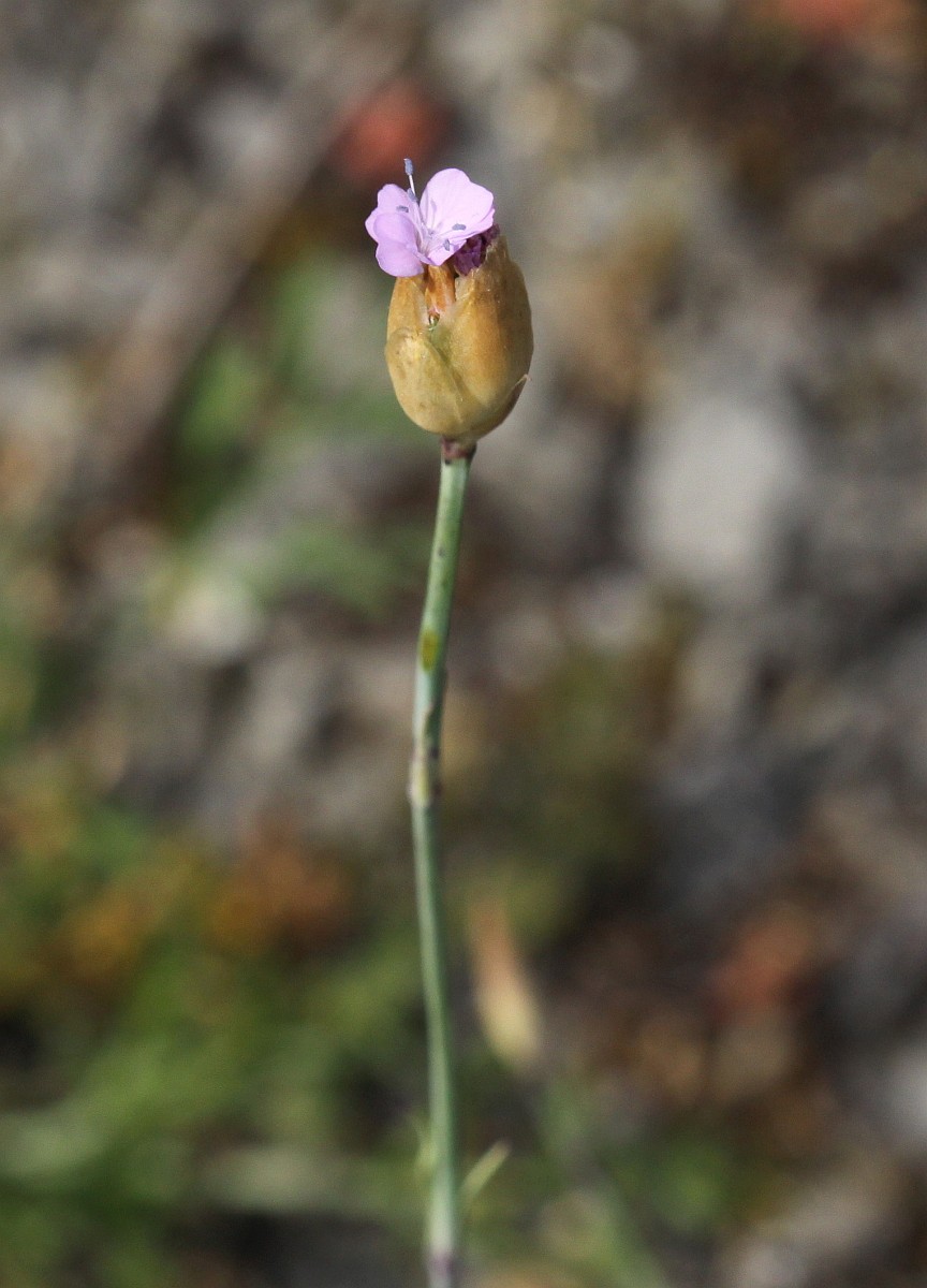 Petrorhagia prolifera, Proliferous Pink