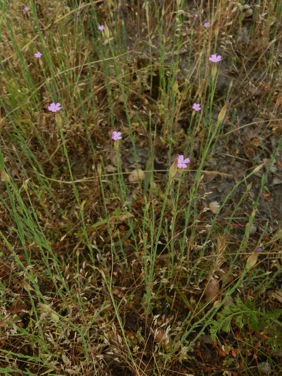 Petrorhagia prolifera, Proliferous Pink