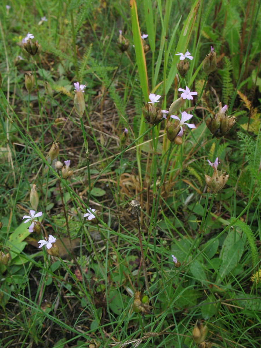 Petrorhagia prolifera, Proliferous Pink