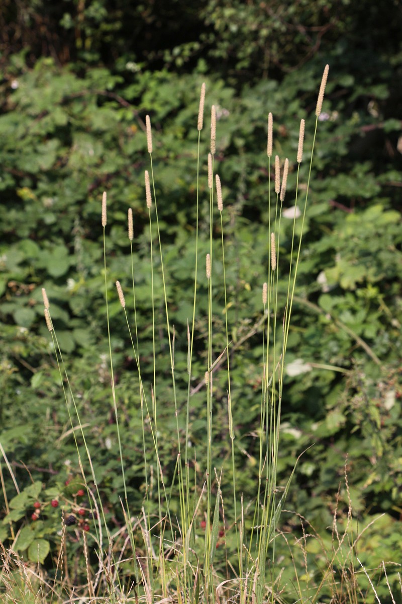 Phleum pratense, Common Timothy