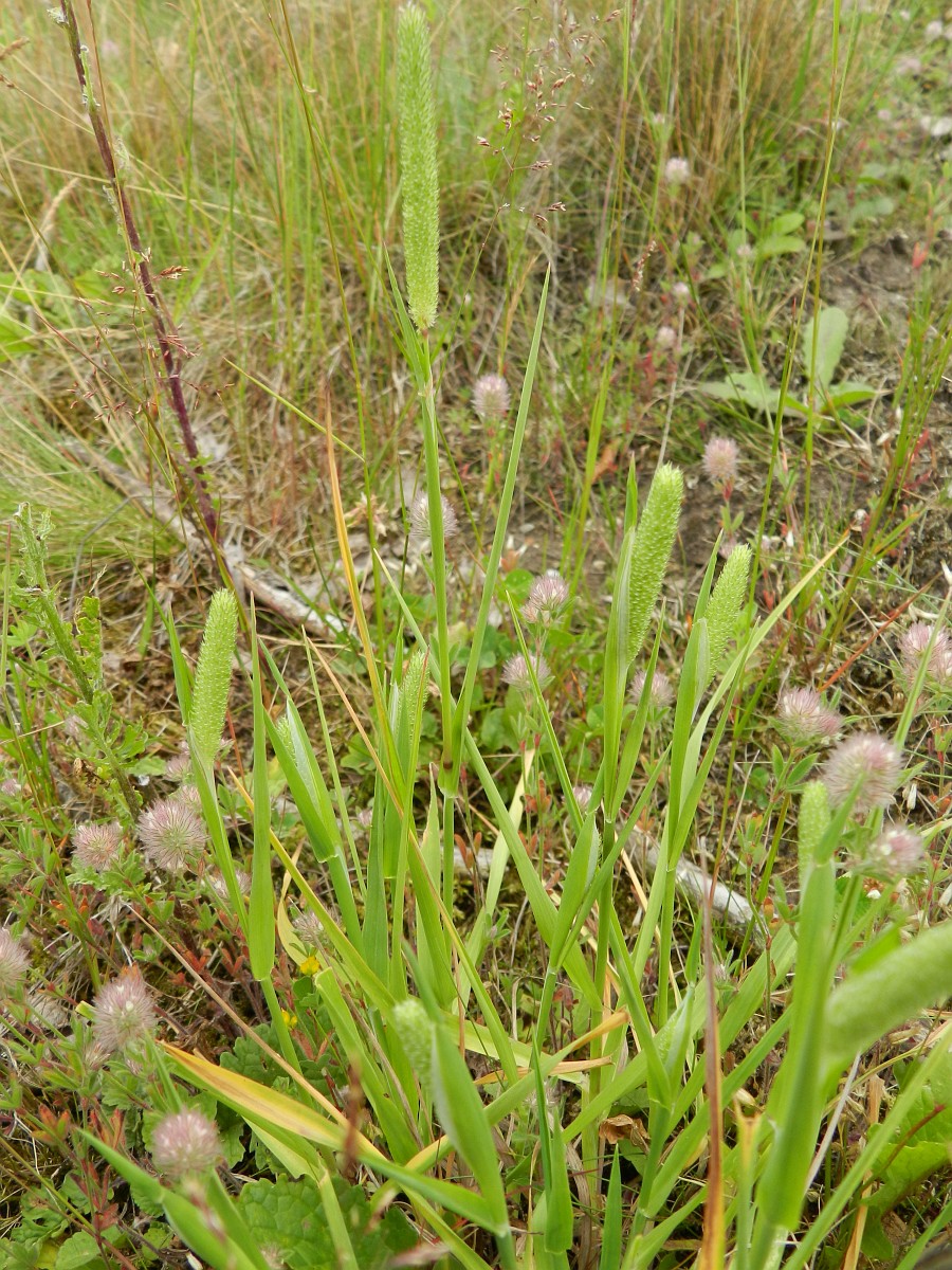 Phleum pratense, Common Timothy