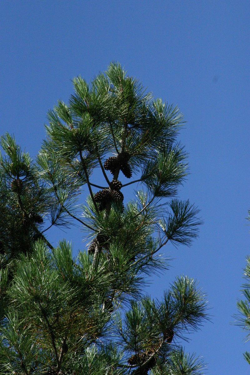 Pinus maritima, French Marine Pine