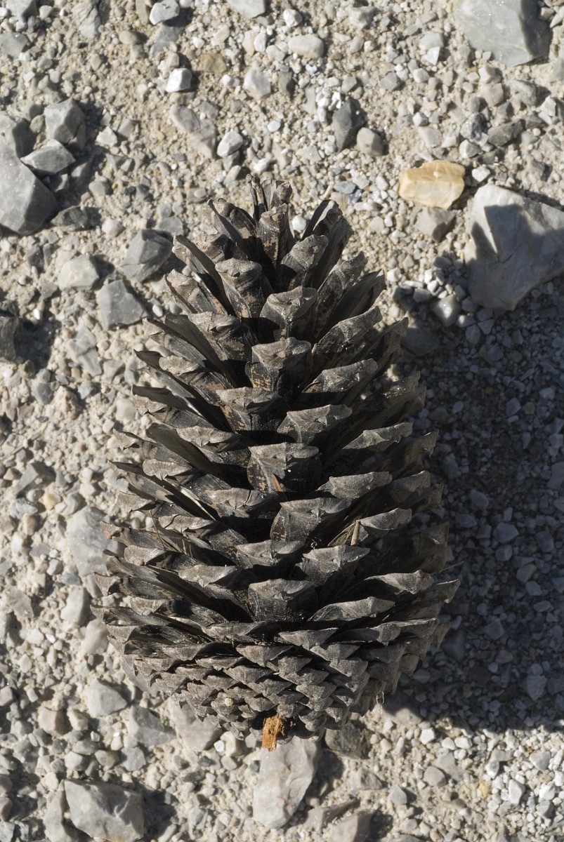 Pinus maritima, French Marine Pine
