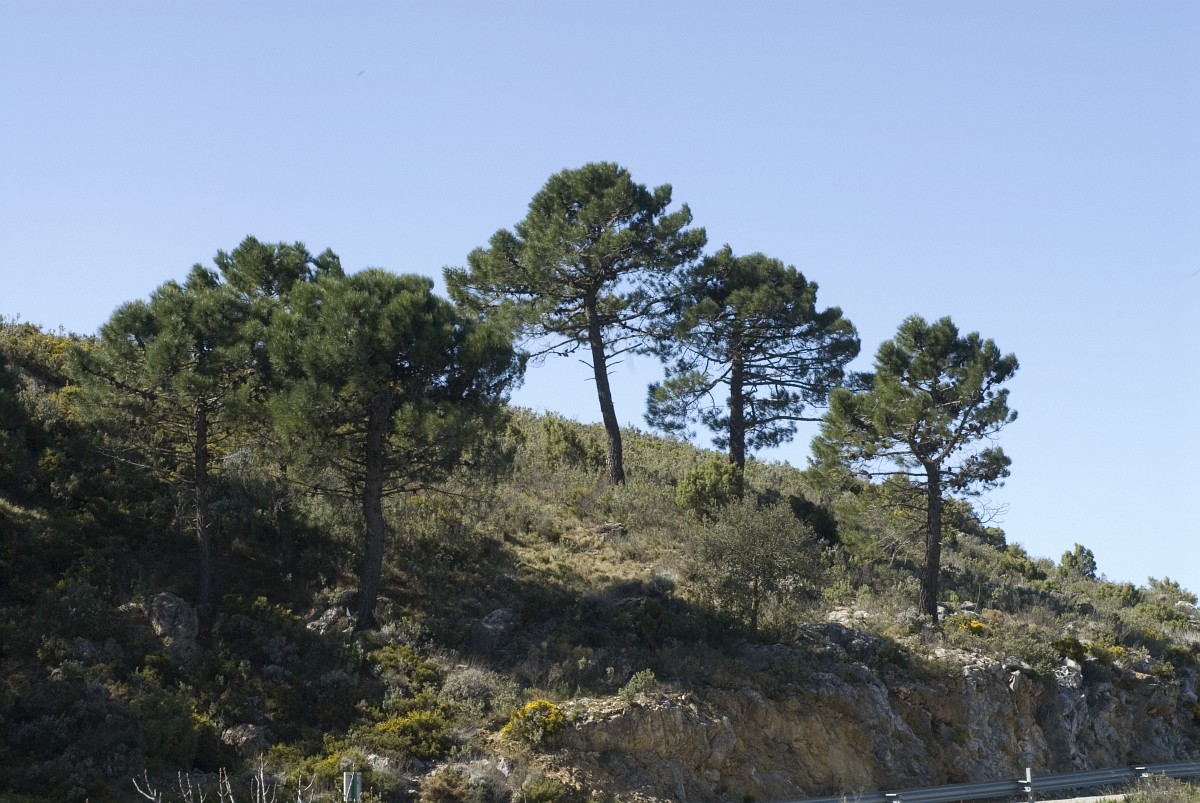 Pinus maritima, French Marine Pine