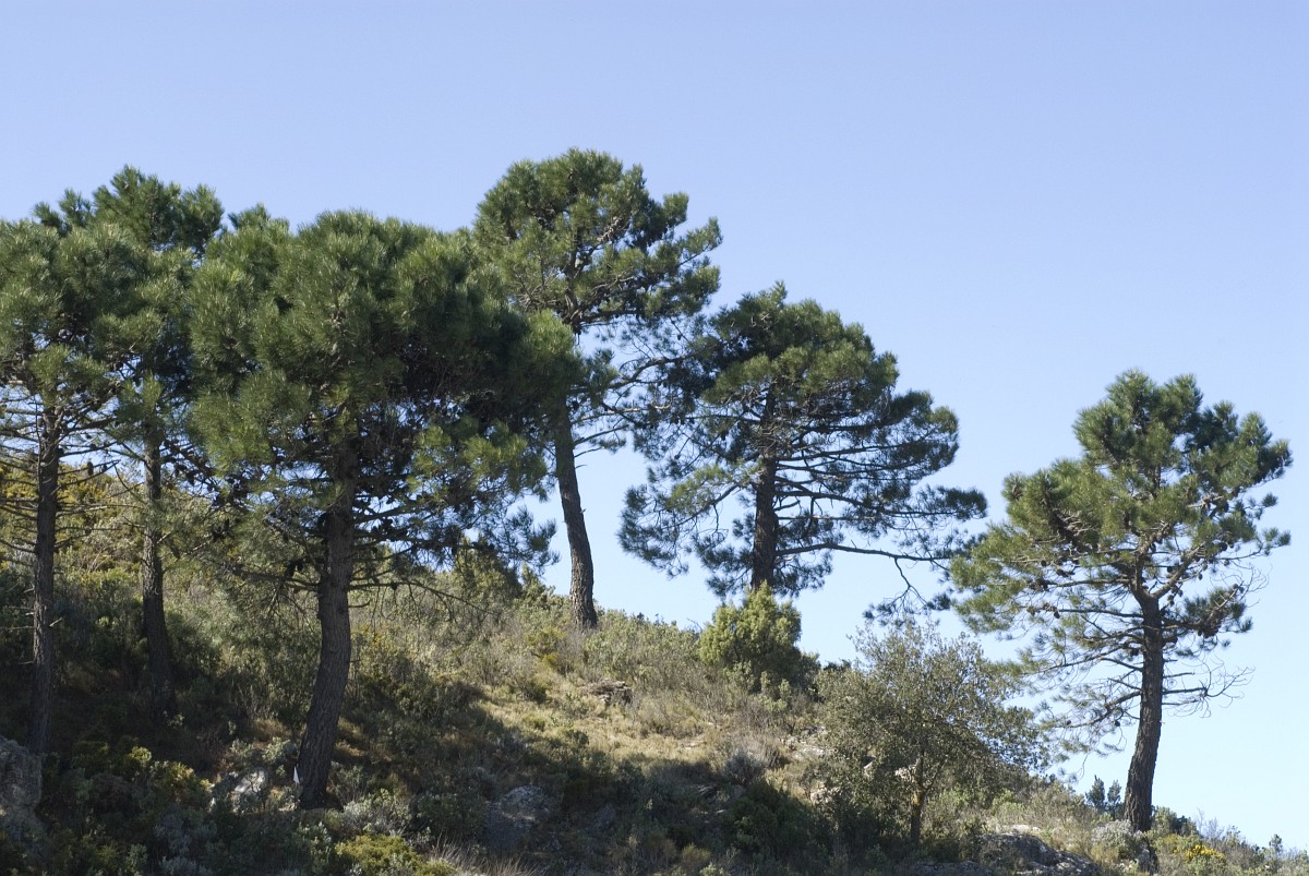 Pinus maritima, French Marine Pine