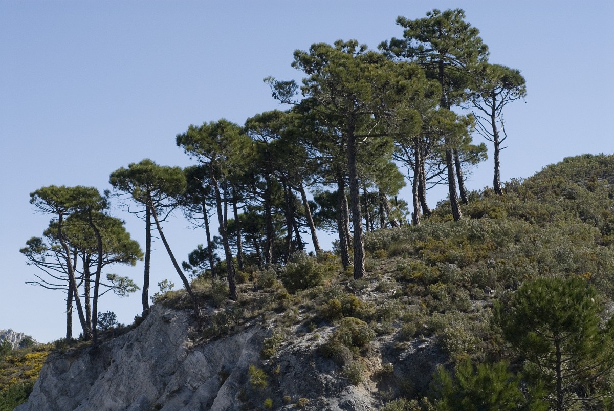 Pinus maritima, French Marine Pine