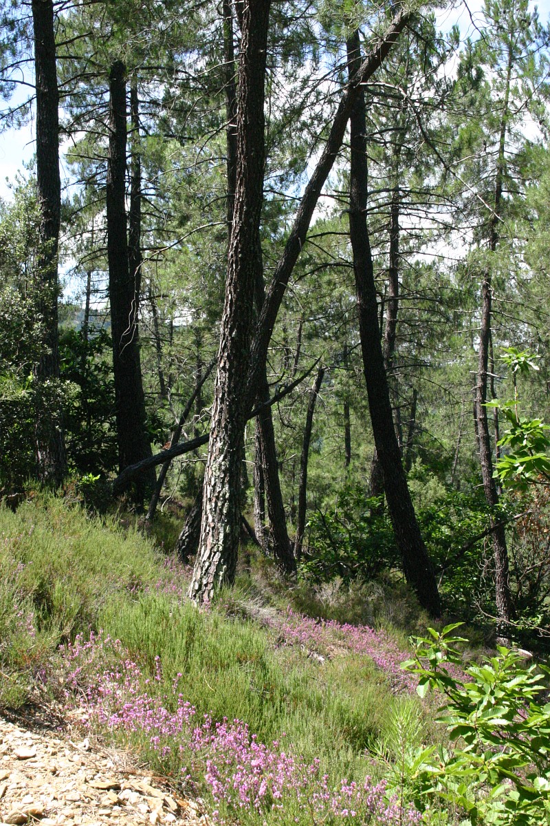 Pinus maritima, French Marine Pine