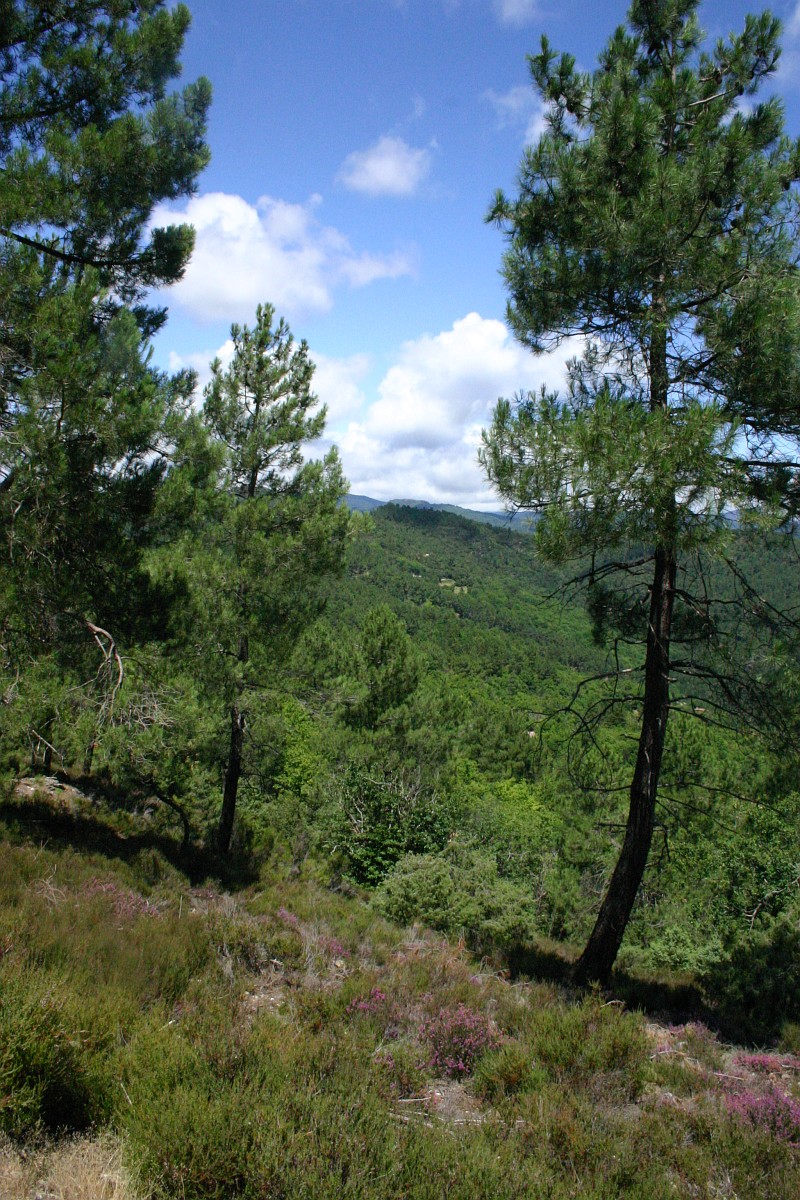 Pinus maritima, French Marine Pine